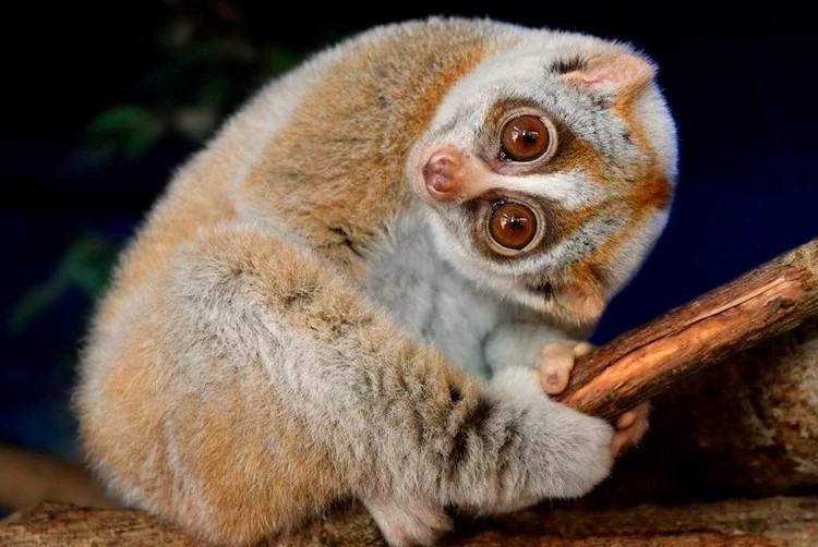 Natuna Island’s Slow Loris – Traveling Your Dream